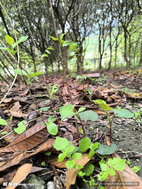 折耳根摄影图田园风光自然景观摄影图库昵图网