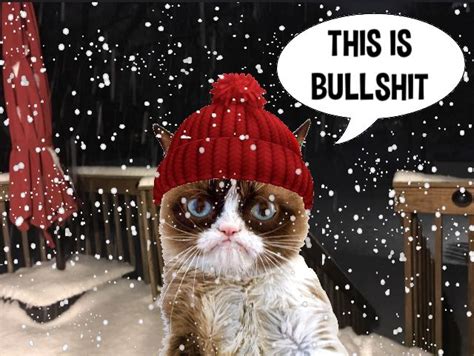 900 Grumpy Cat Ideas Grumpy Cat Grumpy Grumpy Cat Humor