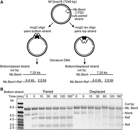 Ref Nicks The Paired Strand Of The Reca Mediated D Loop Before Nicking Download Scientific