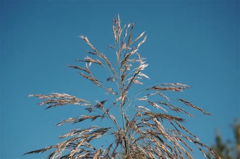 Premium Photo Grass On The Background Of The Blue Sky Plant Close Up