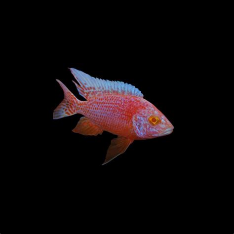 Strawberry Albino Peacock Cichlid