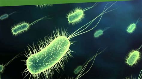 Estructura Del Flagelo Realice Un Diagrama Y Explique La Fuerza