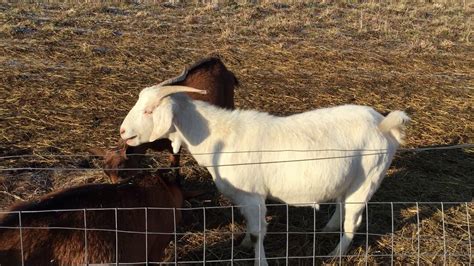 Spanish Boer Goats