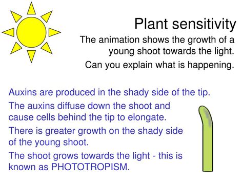 Ppt Plant Hormones Powerpoint Presentation Free Download Id790627