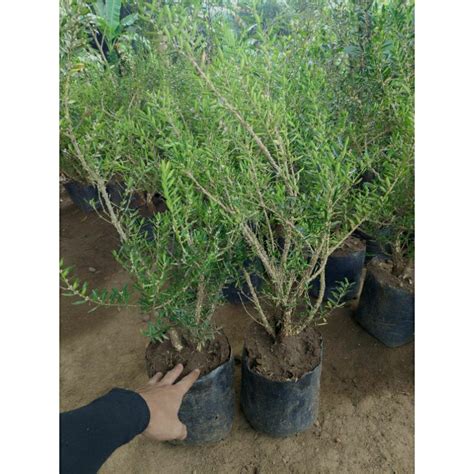 Jual Boxus Bahan Bonsai Indukan Shopee Indonesia