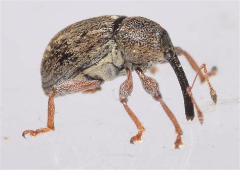 Anthonomus Bugguidenet