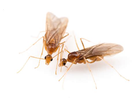 Scientists Discovered Bizarre Type Of Reproduction In This Crazy Ant