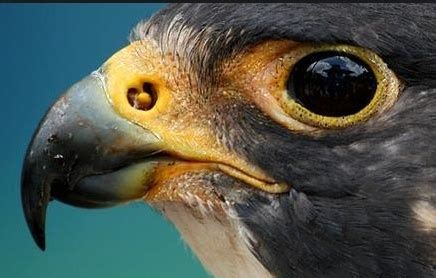 Bird Fact Of The Day — Peregrine Falcons Are Stupid Fast