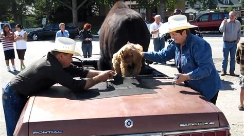 Buffalo In Car Longview Alberta Canada Youtube