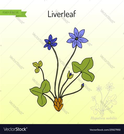 Liverleaf Hepatica Nobilis Medicinal Plant Vector Image