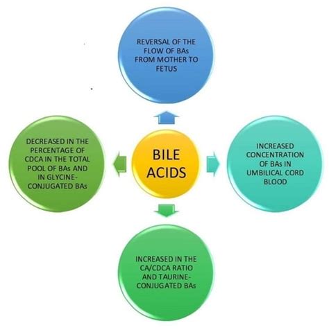 Bile Acids Lab Test At Lori Birdwell Blog