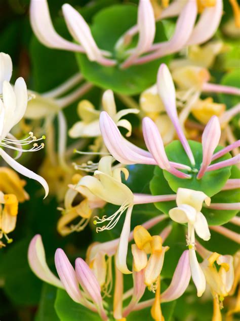 25 Fragrant Flowers