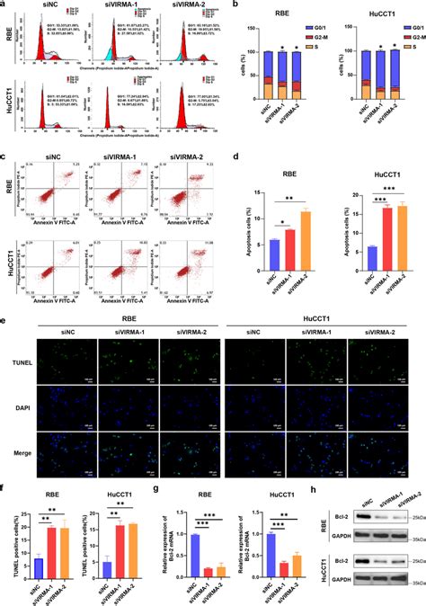Knockdown Of Virma Induces Icc Cell Cycle Arrest And Promotes Cell