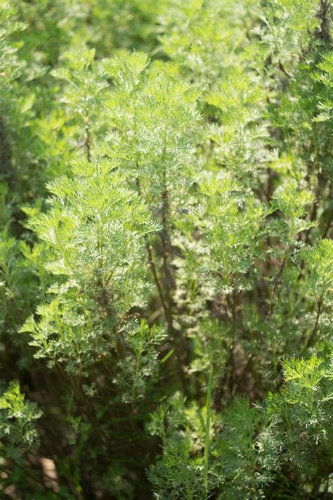 Garten Navi Eberraute Artemisia Abrotanum