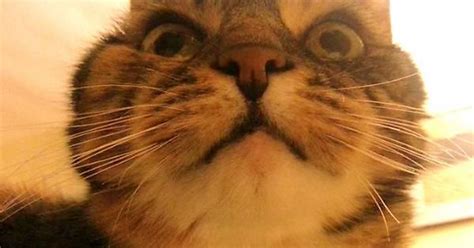 Linkedin Meme On Imgur