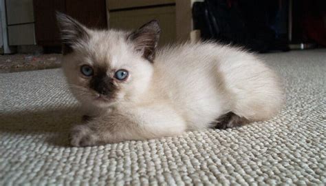 25 Blonde Cat Breeds Top Choices For Your Home With Pictures Catster