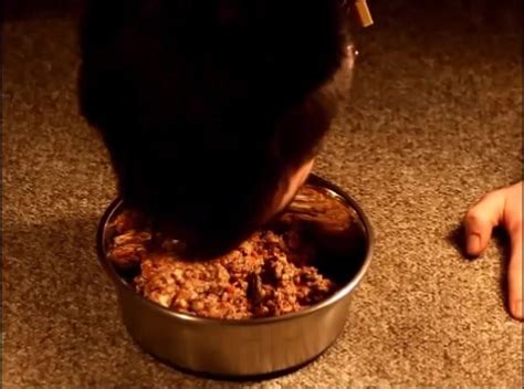 Human Puppy Eats Dog Food