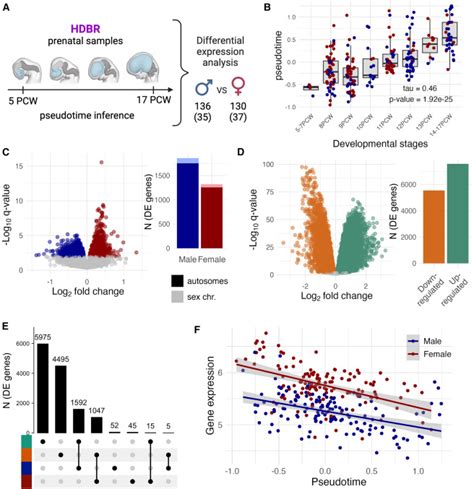 Early Establishment And Life Course Stability Of Sex Biases In The