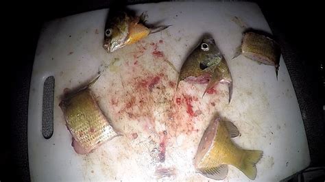 Using Cut Bluegill For Summer Night Catfish Youtube