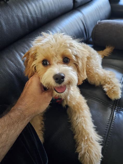 First Haircut Afterbefore Rcavapoo