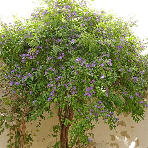 Lycianthes Rantonnetii