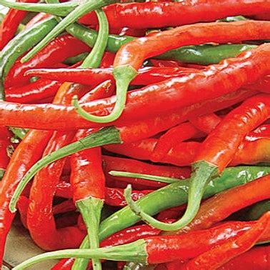 Cayenne Long Thin Hot Pepper Plant Schaefer Greenhouses