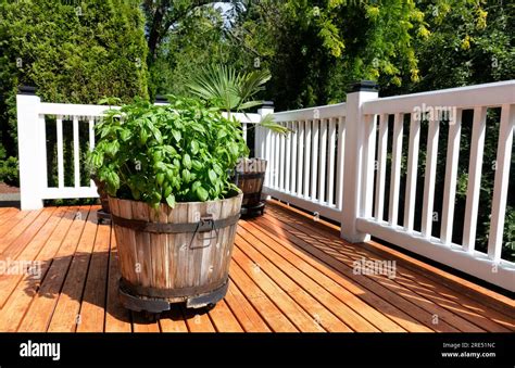 New Basil Leaf Plant Growing In Wooden Barrel On Home Deck During