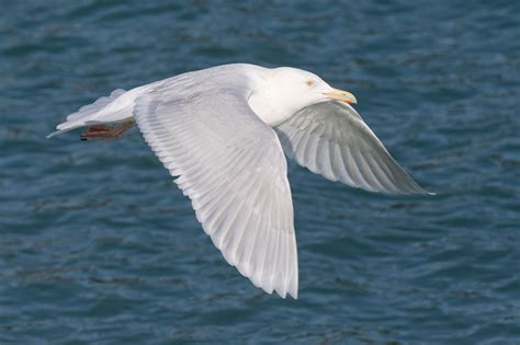 Glaucous And Iceland Gulls Photo Id Guide Birdguides
