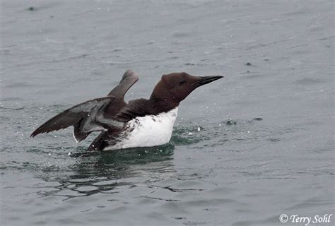 Common Murre Species Information And Photos