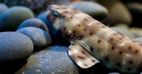 Scientists Intrigued By Sharks That Can Walk On Land For Two Hours