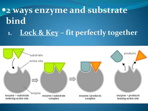 Enzyme And Substrate Are Held Together By Which Kind Of Bond At Paula