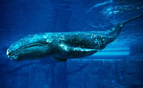 Gray Whale
