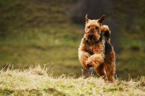 Black Airedale Terrier Puppies