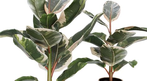 Set Of Plants Ficus Rubbery Superhive Formerly Blender Market