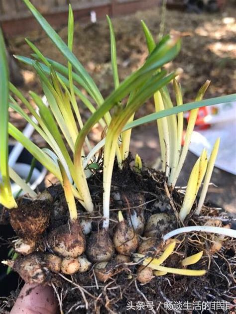 土培風信子原來這麼神奇，從一棵種球變一群，感覺只有兩個字過癮 每日頭條