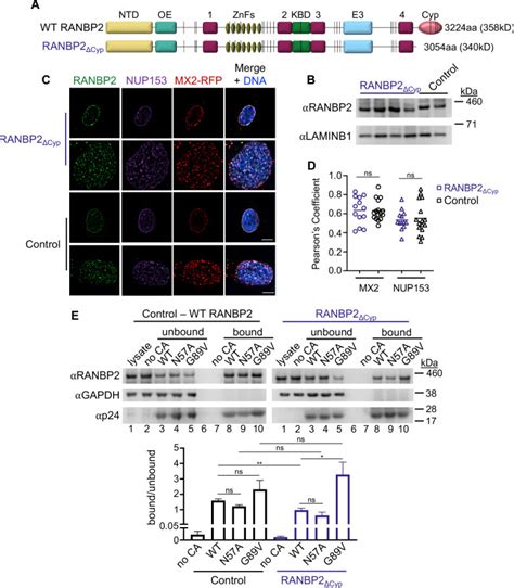 Interplay Between The Cyclophilin Homology Domain Of Ranbp2 And Mx2