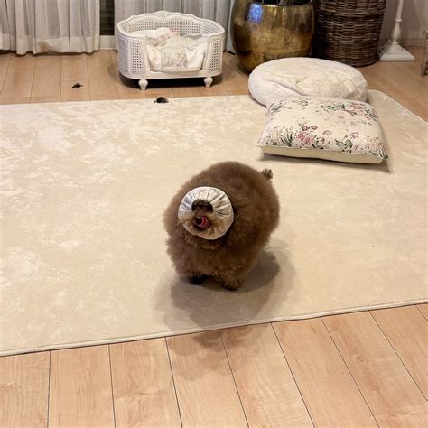 ちろるん Mohu C • Instagram Photos And Videos