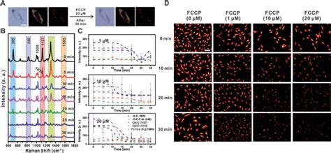 Fccp Induced Mitochondrial Depolarization In Rasfs 20 Mm A