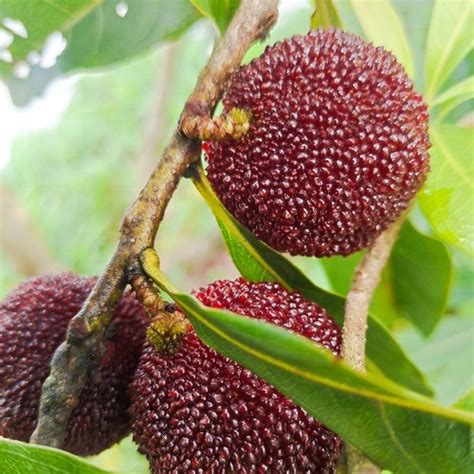 Us Grown Yangmei ‘wuzi Myrica Rubra Chinese Bayberry Fruit Tree Ultra Rare Ebay