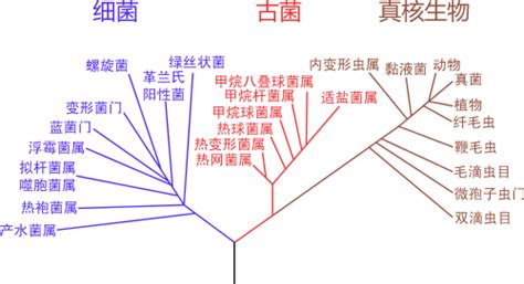 域 生物 維基百科，自由的百科全書