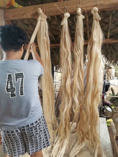 Raw Abaca Fiber Manila Hemp Graded Lazada Philippines