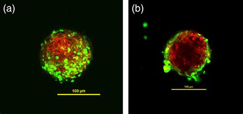 Final Heterotypic Stem Cell Spheroid Or Organoid Model Of Human