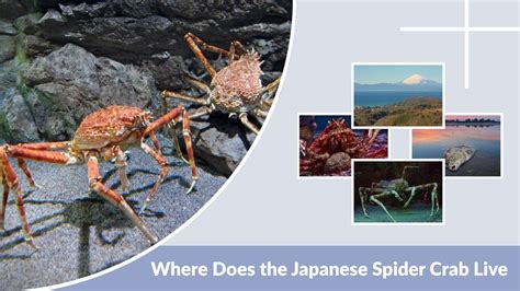 Where Does The Japanese Spider Crab Live Habitat Depth And Lifespan