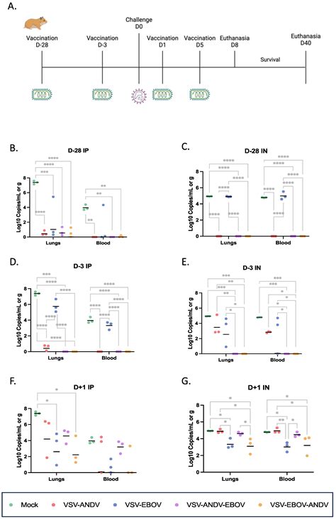 Viruses Free Full Text Bivalent Vsv Vectors Mediate Rapid And