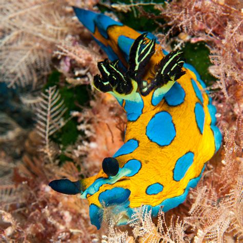 Skips Underwater Image Gallery New Zealand Nudibranchs