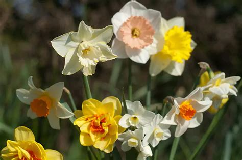 Planting Daffodil Bulbs In Bulk Gee Tee Bulbs Uk