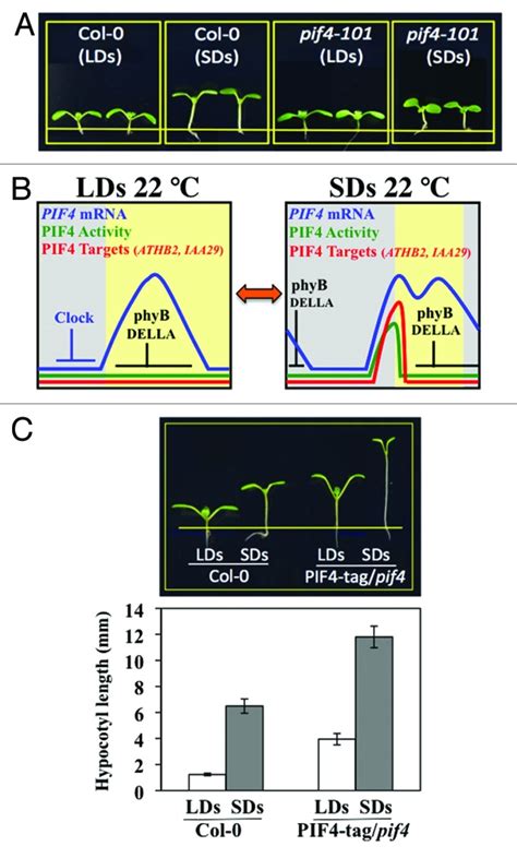Verification At The Protein Level Of The Pif4 Mediated External