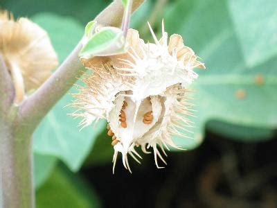 Jimson Weed Poison Control University Of Utah Health