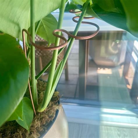 Mini Plant Trellis Set Copper Arch Mini Trellis Set Of 2 Minimal Plant Trellis Simple Arch