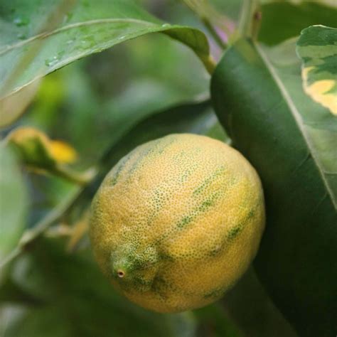 Variegated Pink Lemon Tree Citrus Limon Eureka Variegated Pink